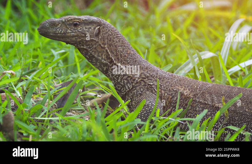 Wild Monitor Lizard in the Grass in Sri Lanka Stock Video Footage - Alamy
