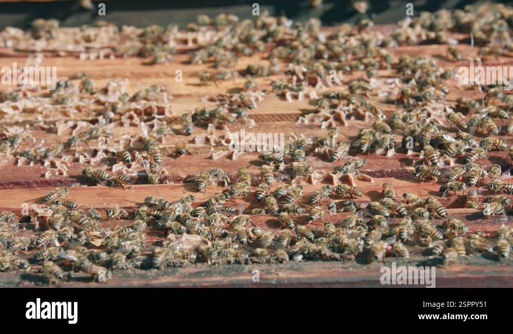 Red pollen laden African bees on top of open commercial hive frames ...