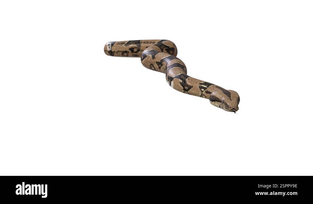 Realistic 3D Animation of a Crawling Boa Constrictor With Alpha Channel ...