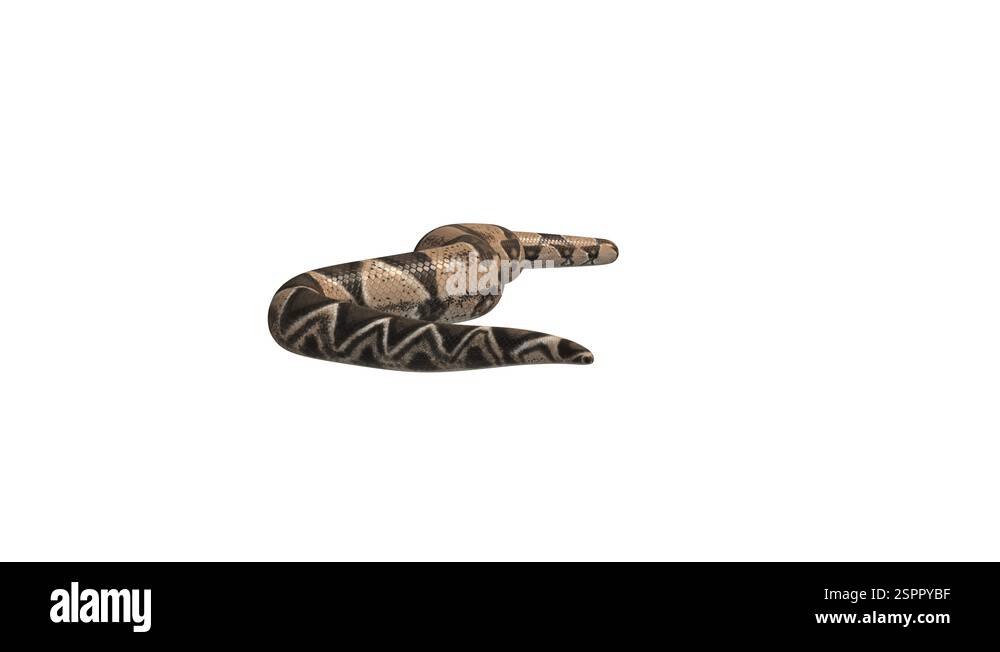 Realistic 3D Animation of a Crawling Boa Constrictor With Alpha Channel ...