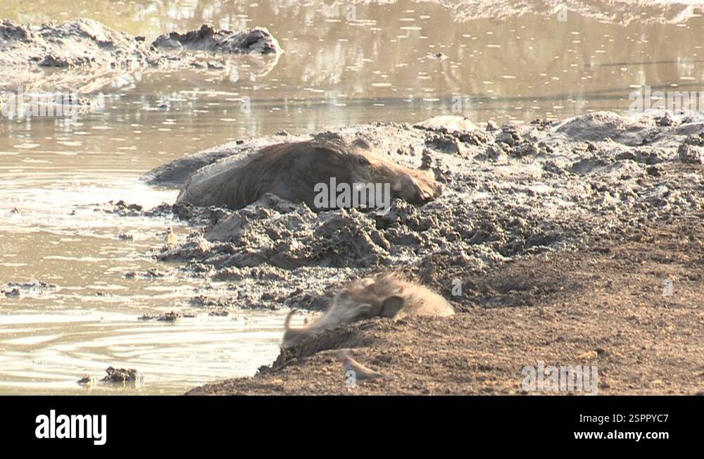 Wallowing in mud Stock Videos & Footage - HD and 4K Video Clips - Alamy