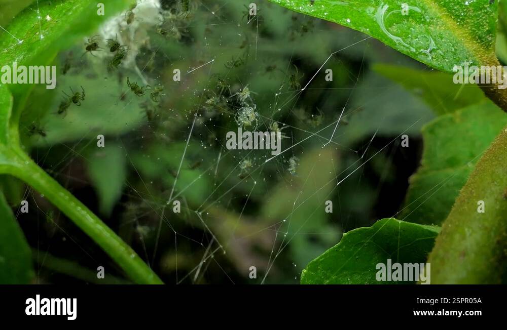 Spiders in forest ecosystem Stock Videos & Footage - HD and 4K Video ...