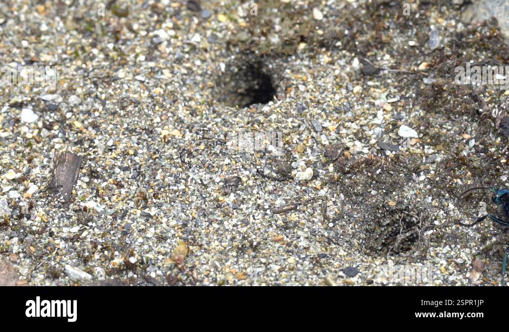 A Tarantula Hawk Wasp (Pepsis sp.) searching for spiders on the forest ...