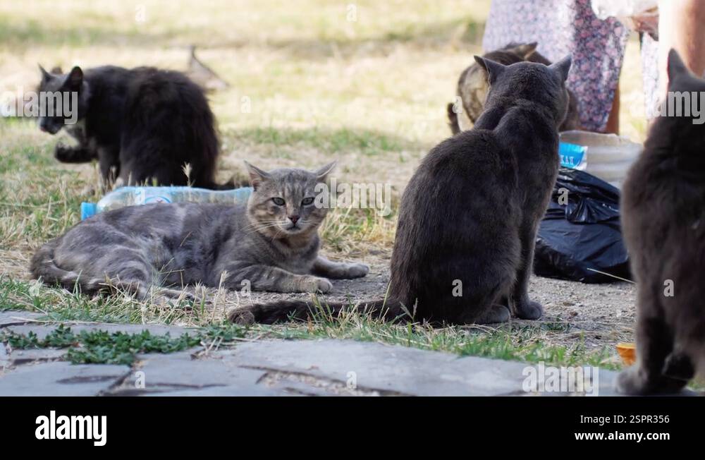 Woman feeding homeless cats on the street. Slow Motion. 3840x2160 Stock ...