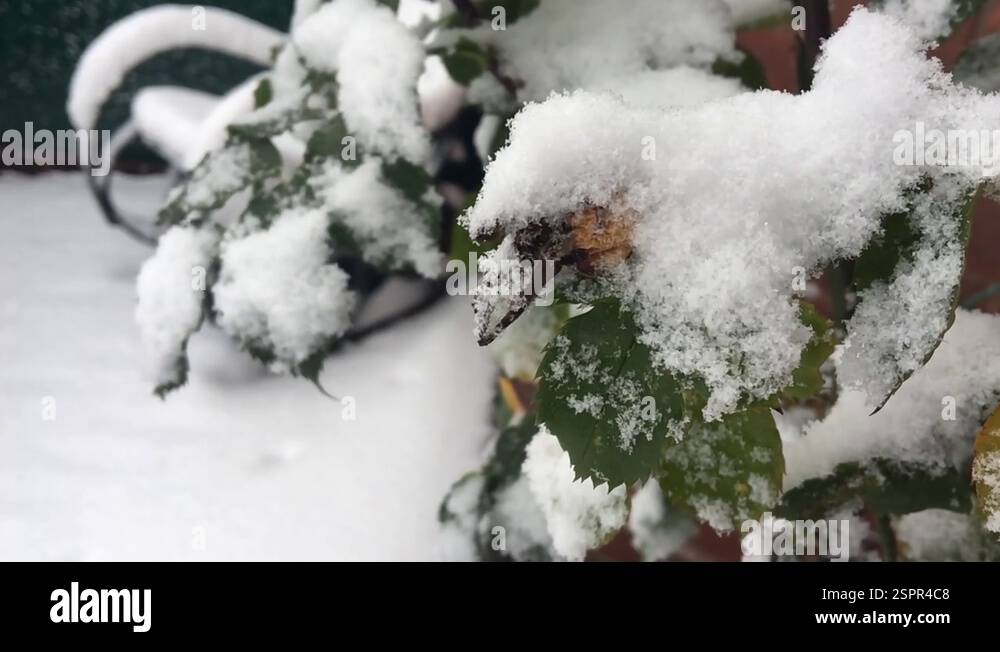 Heavy Snow covers plants and flowers in an English Garden (HD, Slo-Mo ...