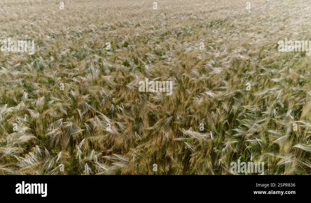 Low altitude aerial of golden wheat field showing the grain crops 4k ...