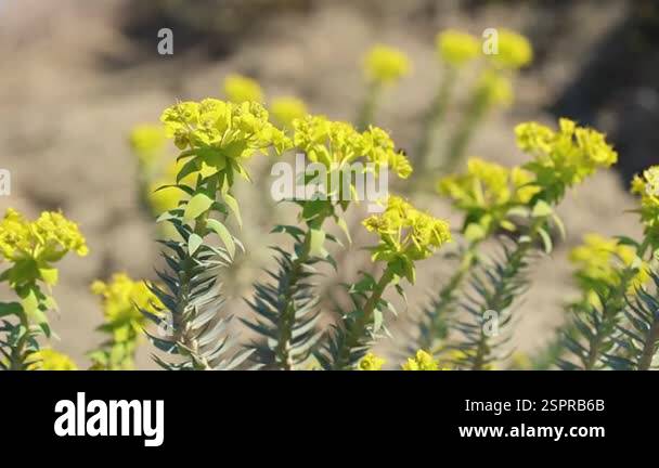 Yellow flowers of Euphorbia rigida which is also known as gopher spurge ...