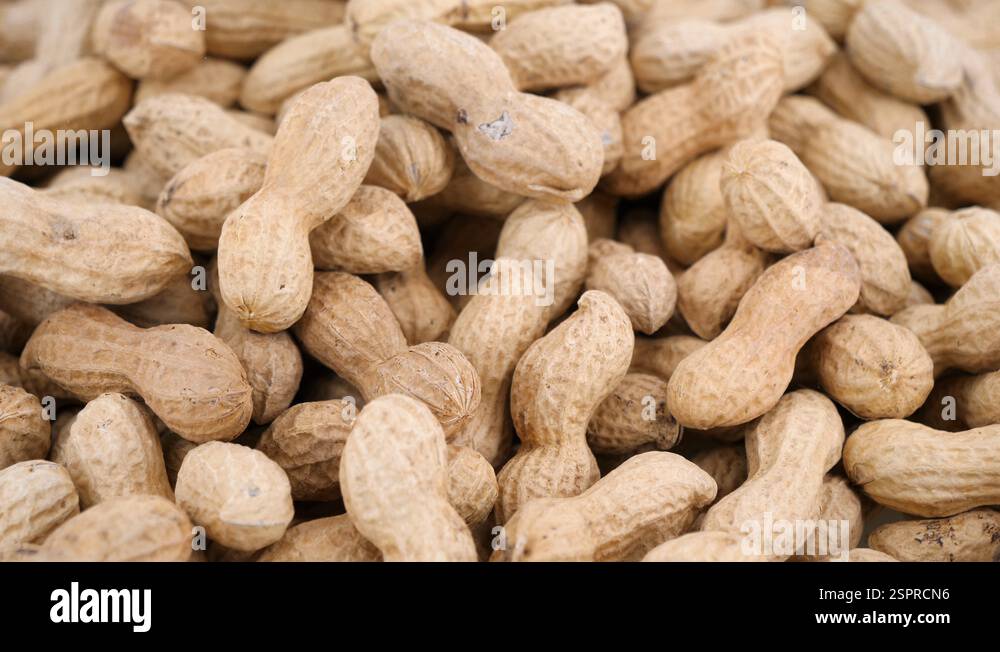 Studio shot footage of peanuts Stock Video Footage - Alamy