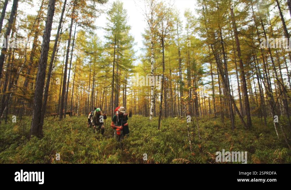 Tourists walk through high grass in autumn Sikhote-Alin Nature Reserve ...
