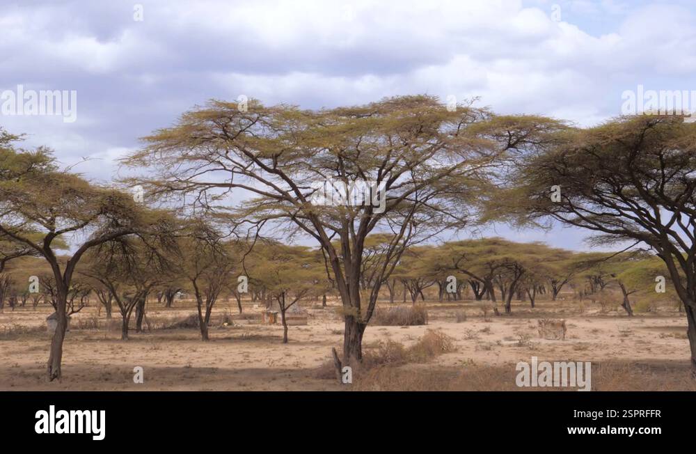 Forest Beautiful Acacia Trees Grown In the Arid African Savannah, Kenya 4K Stock Video Footage ...