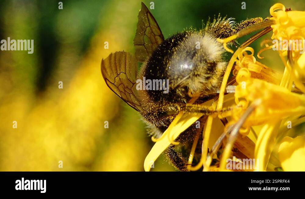 Pollen stuck on the hair of a bumblebee gathering nectar Stock Video ...