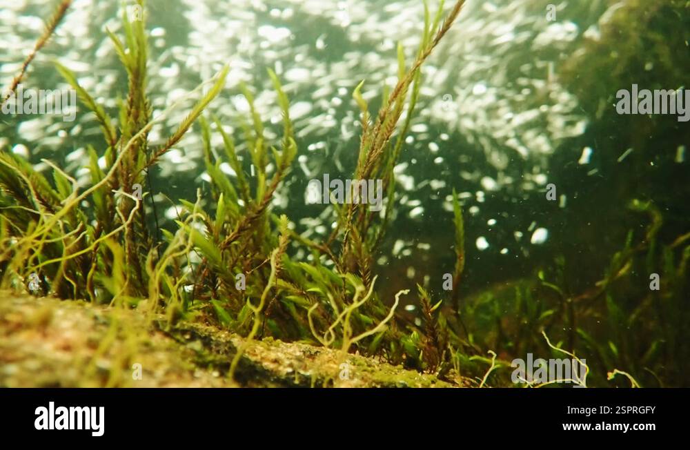 Aquatic moss Fontinalis antipyretica under a waterfall Stock Video ...