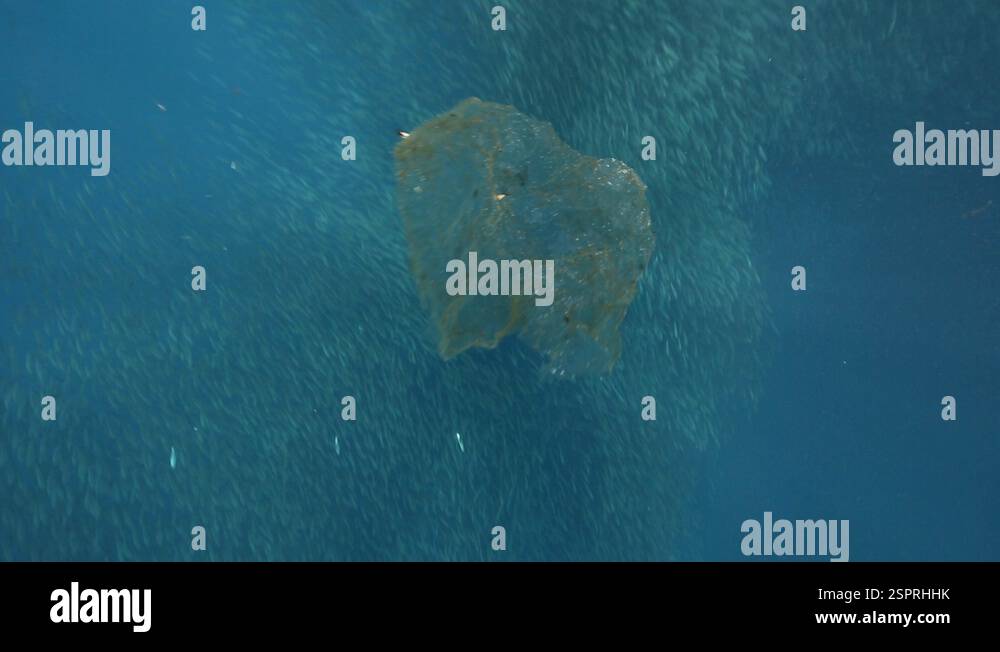 Piece of plastic floating in ocean with shoal of sardines swimming ...