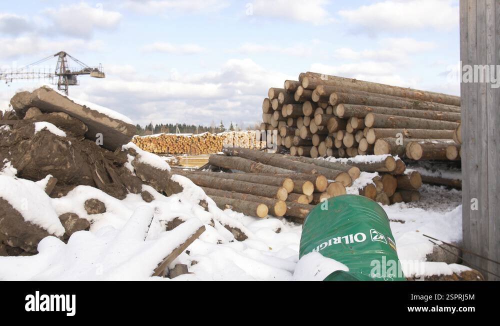 Sawmill yard stored piles of timber tree materials covered in snow ...