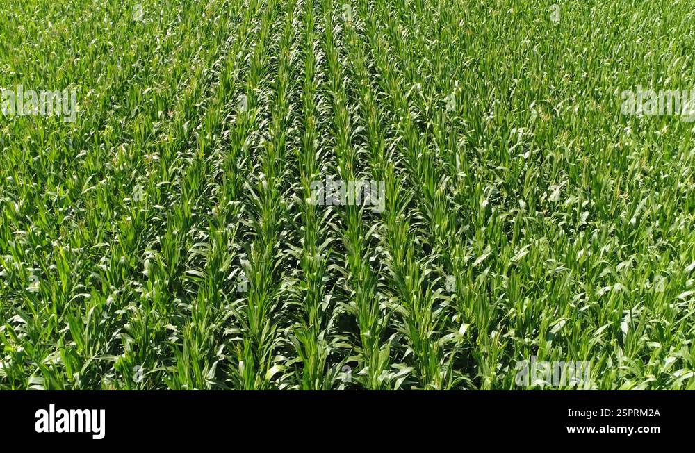 Aerial of corn field flying slowly backwards over green leafy stalks 4k ...
