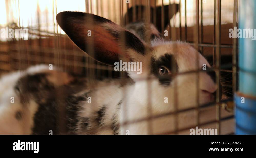 Bunny inside cage in 4K. Domesticated rabbit inside organic farm ...