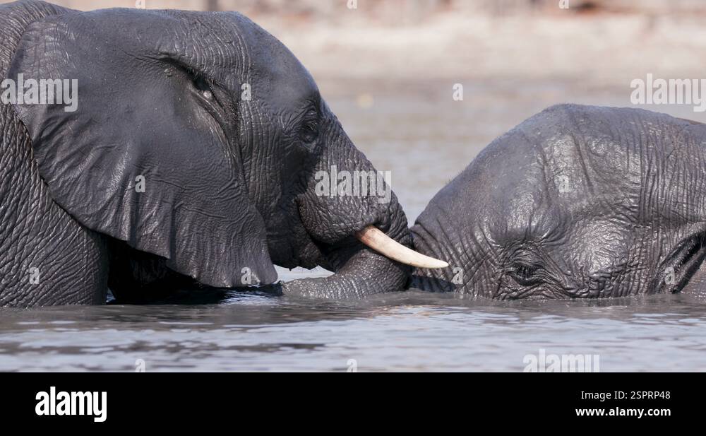 Two young bull elephants play fighting in a waterhole, Okavango Delta ...