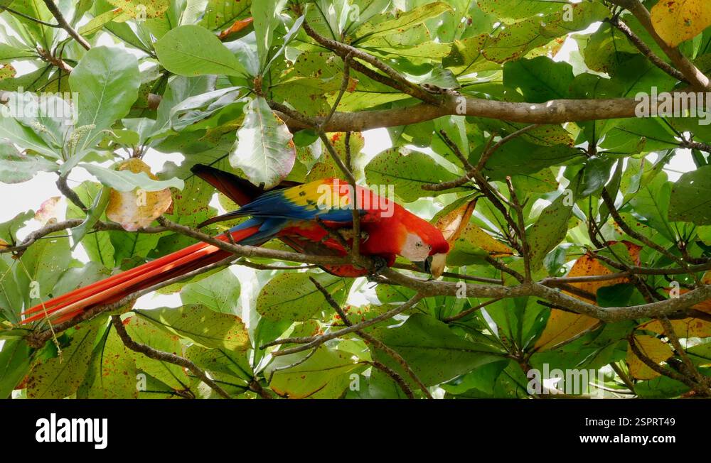 scarlet macaw climbing on branch of almond tree, close Stock Video ...