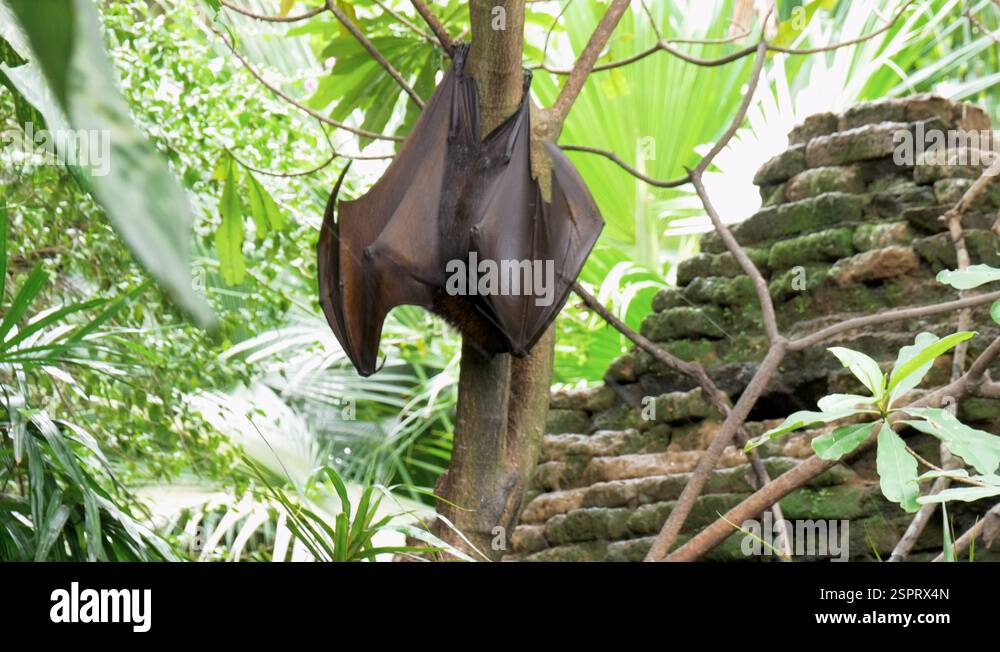 Giant fruit bat flying fox climbing down tree Stock Video Footage - Alamy