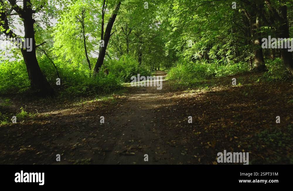 Aerial backward flight over path in wild park in september at sunset ...