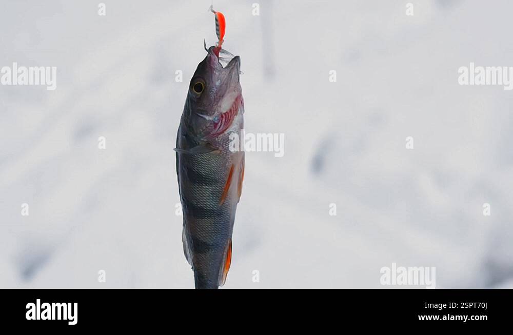 Caught fish perch hanging on hook Stock Video Footage - Alamy