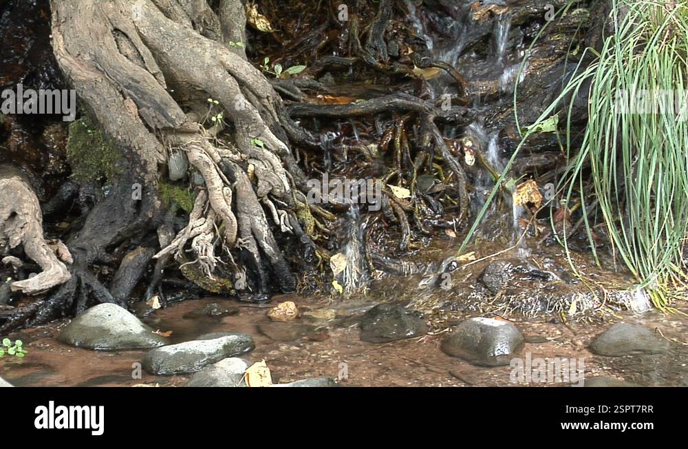 Tranquil Tree Trickle Stock Video Footage - Alamy