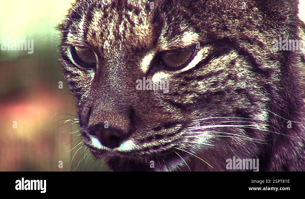 HD Beautiful detail image of the face of an Iberian lynx (Lynx pardinus ...