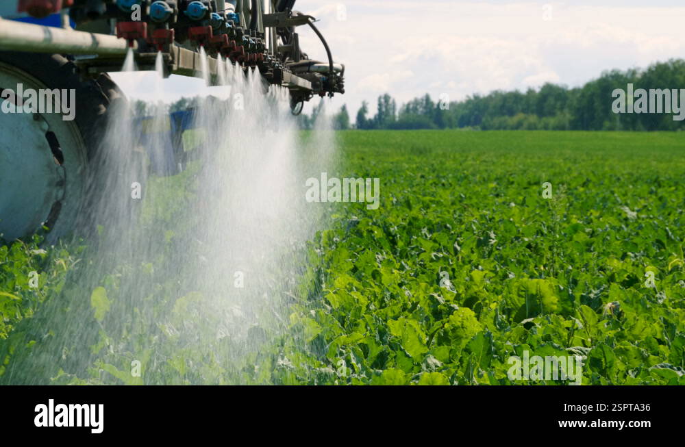 Tractor spraying ripening plants of sugar beet from pests, insects ...