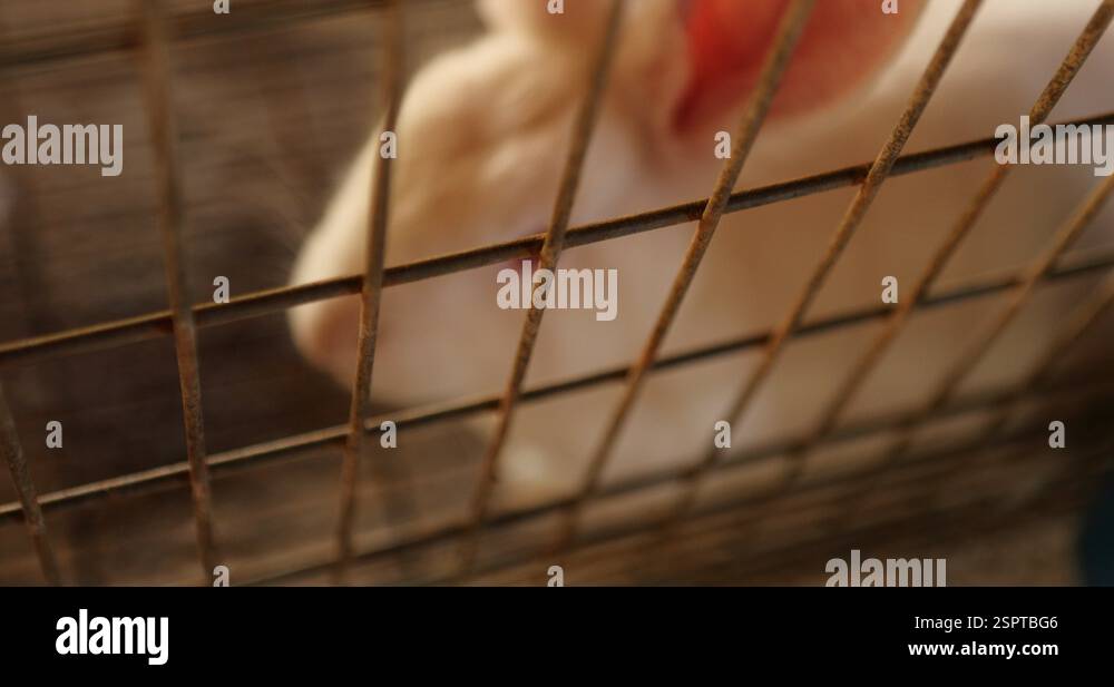 White bunny inside cage in 4K. Domesticated rabbit inside organic farm ...