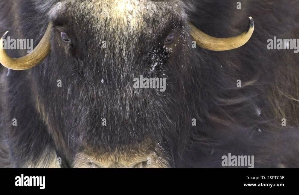 Musk ox female Stock Video Footage - Alamy