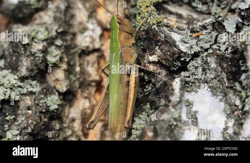 Grasshopper Stock Video Footage - Alamy