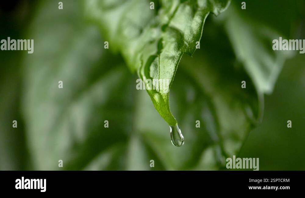 Water droplets dripping from the tip of the green leaf. Slow motion ...