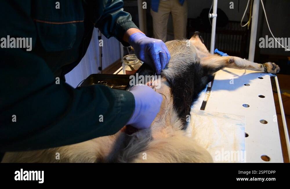 The doctor vet sutures the abdominal cavity of the dog after the operation Stock Video Footage ...