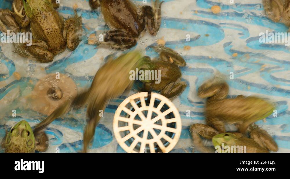 Frogs inside pond in 4K. Frenetic scene of frogs being raised for ...