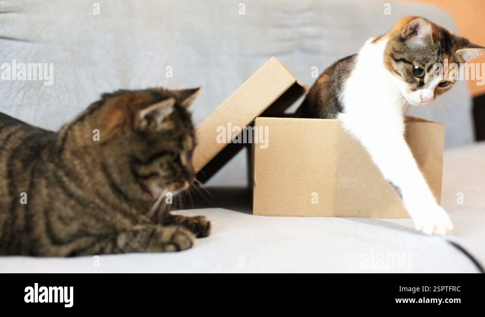 Playful cats in a cardboard box Stock Video Footage - Alamy