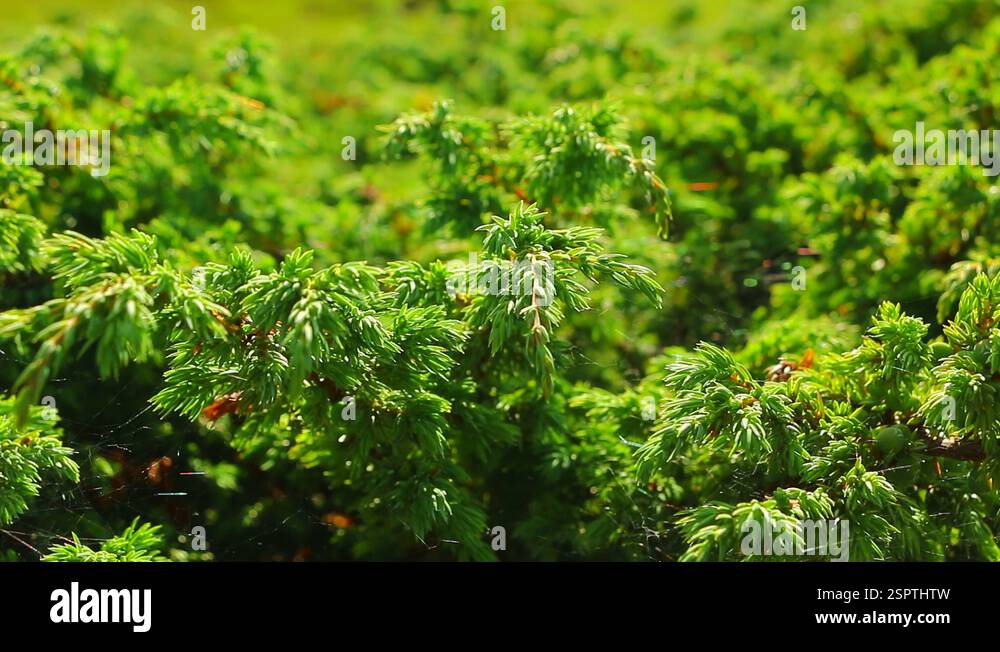 Juniper juniperus communis tree Stock Videos & Footage - HD and 4K ...