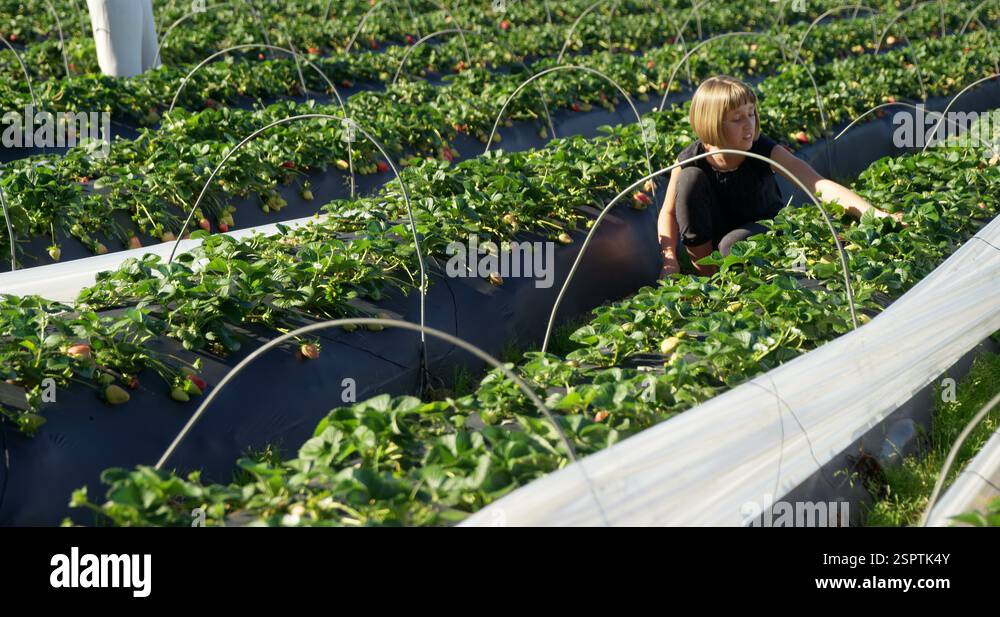 Girl picking strawberries in the farm 4k Stock Video Footage - Alamy