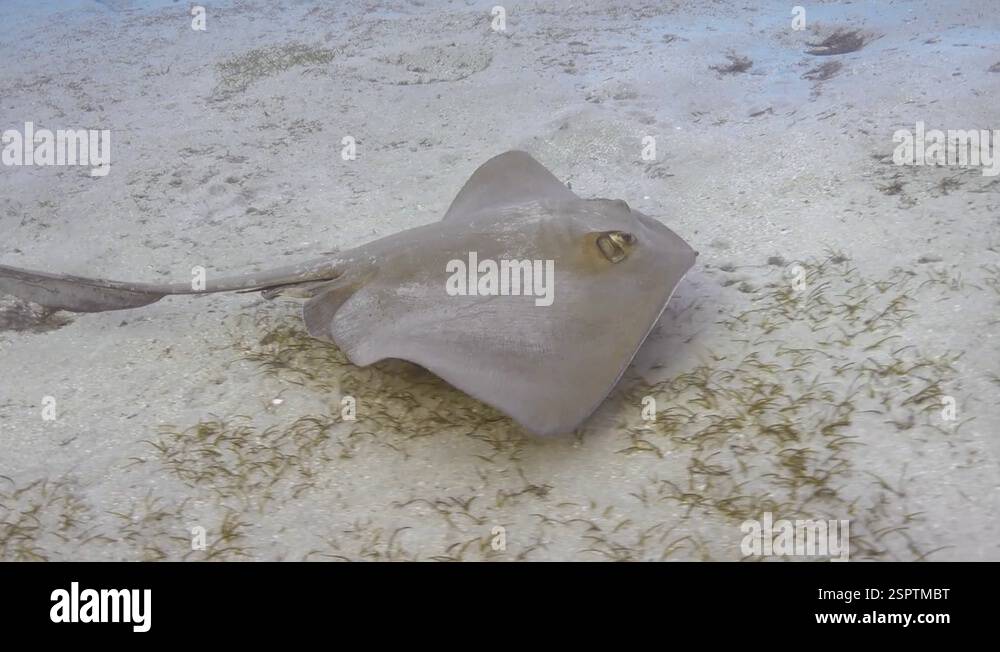 Cowtail stingray (Pastinachus sephen) swimming over the sand sea bottom ...