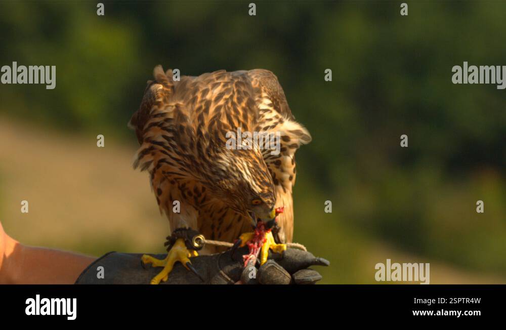 Falcon eating Stock Video Footage - Alamy