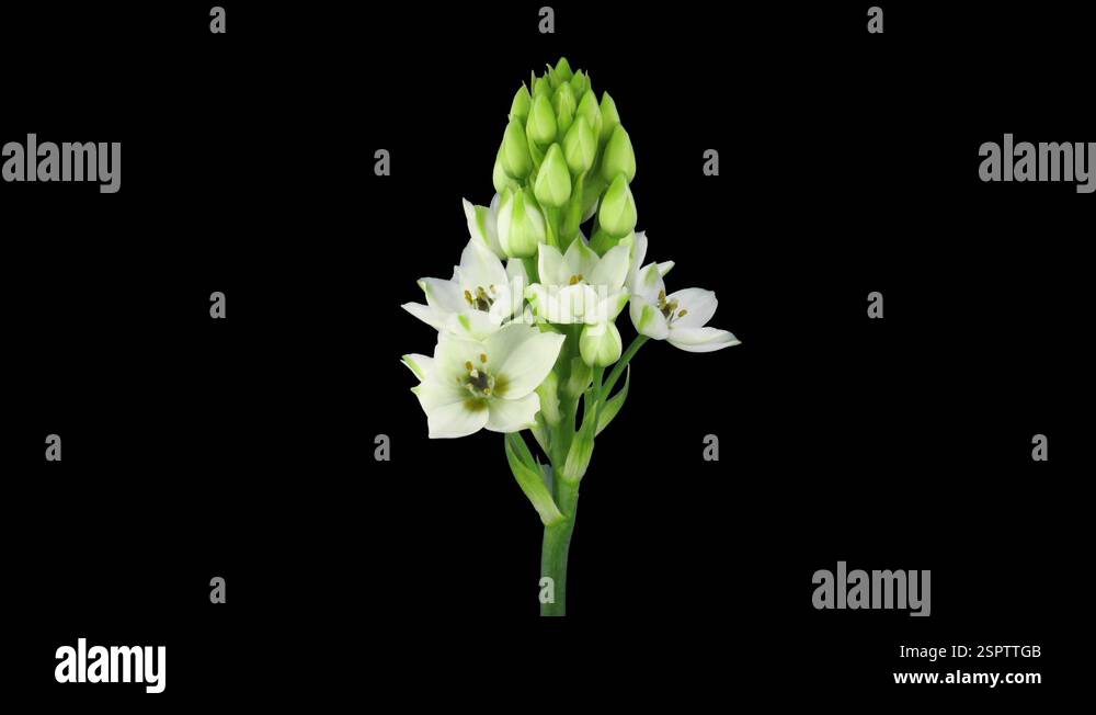 Growing, opening and rotating white african lily in RGB + ALPHA matte ...