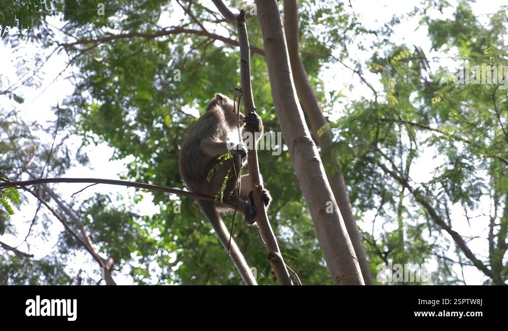 Asian monkey on a tree branch, in a forest in the wild. 4k, slow motion ...