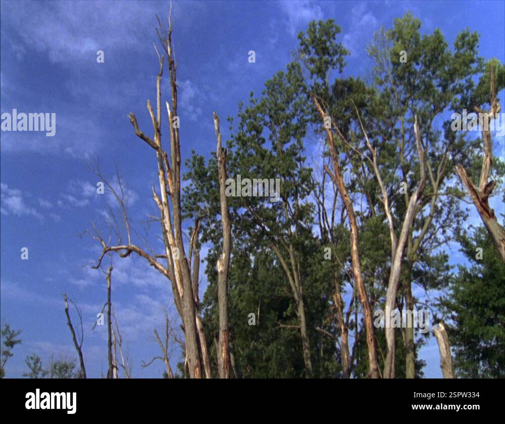 Dead trunks Stock Videos & Footage - HD and 4K Video Clips - Alamy