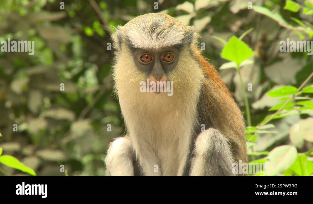 Monkey foot Stock Videos & Footage - HD and 4K Video Clips - Alamy