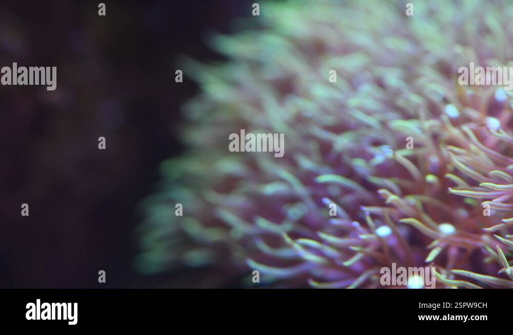 green star polyp coral Stock Video Footage - Alamy