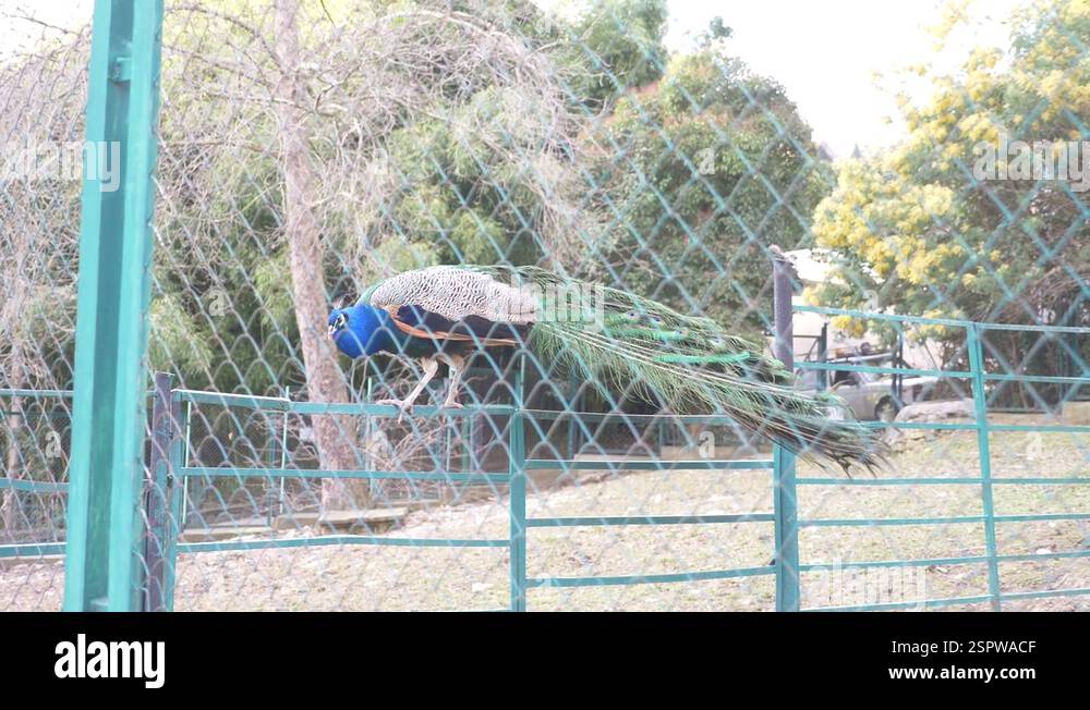 beautiful dancing peacock. aviary with peacocks in the season of mating ...