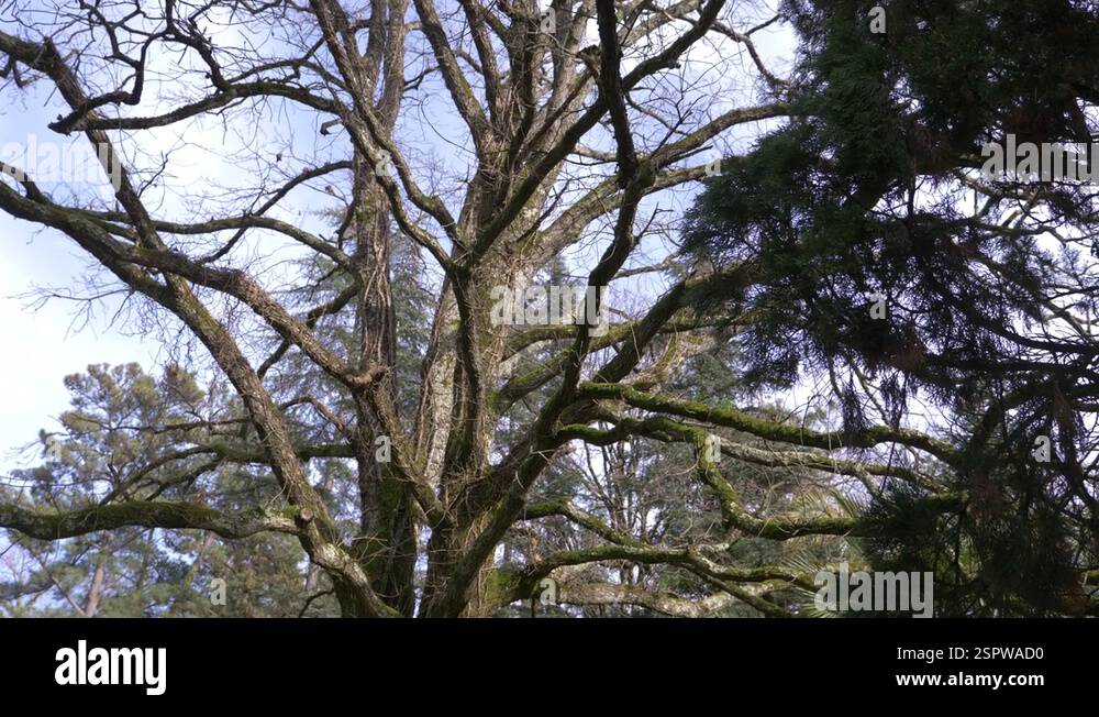 close, 4k, slow motion. The trunk and branches of a giant tree, whose ...
