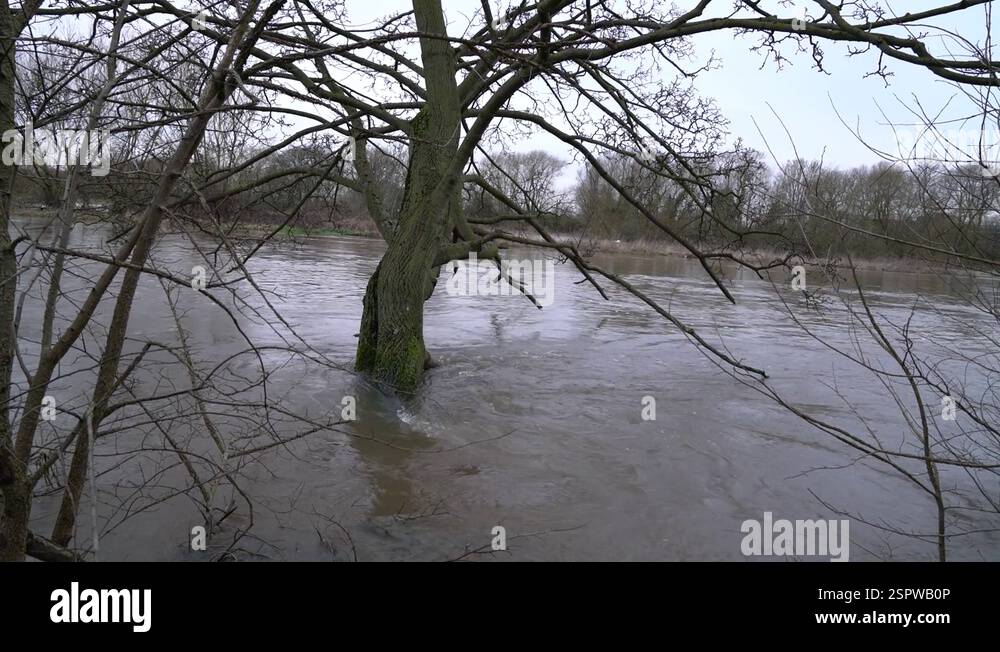 Overflowing flood water from the Trent engulfing tree on the river side ...