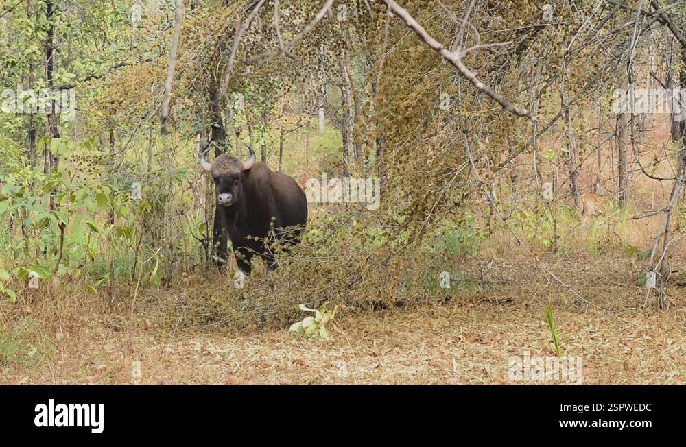 young male gaur or Indian bison who stands among the trees in the ...