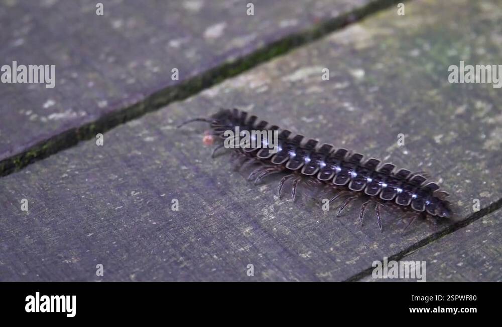 Tractor Millipede (Diplopoda, Polydesmida, Platyrhacidae), Danum Valley ...