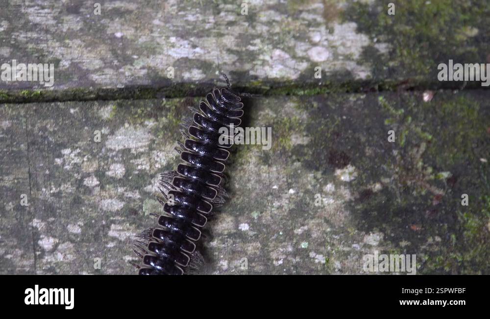 Tractor Millipede (Diplopoda, Polydesmida, Platyrhacidae), Danum Valley ...